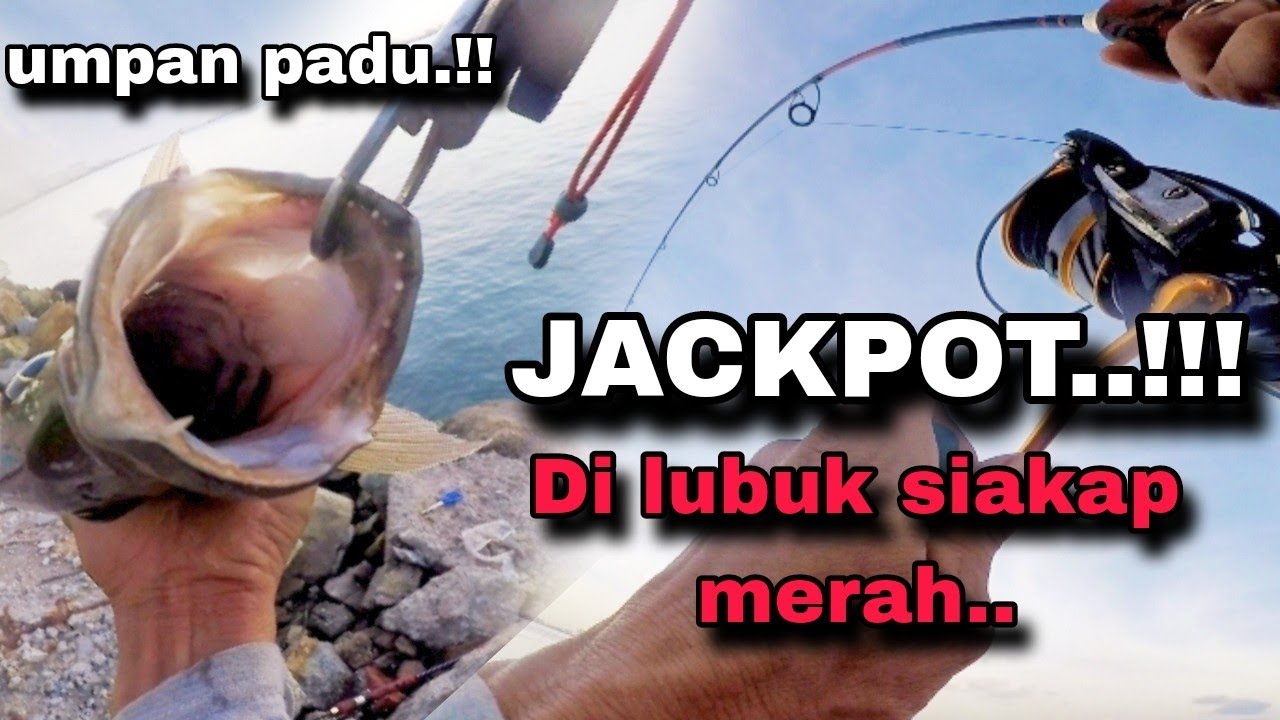 Gasak tak ingat dunia. di serang siakap merah bertubi2 - YouTube