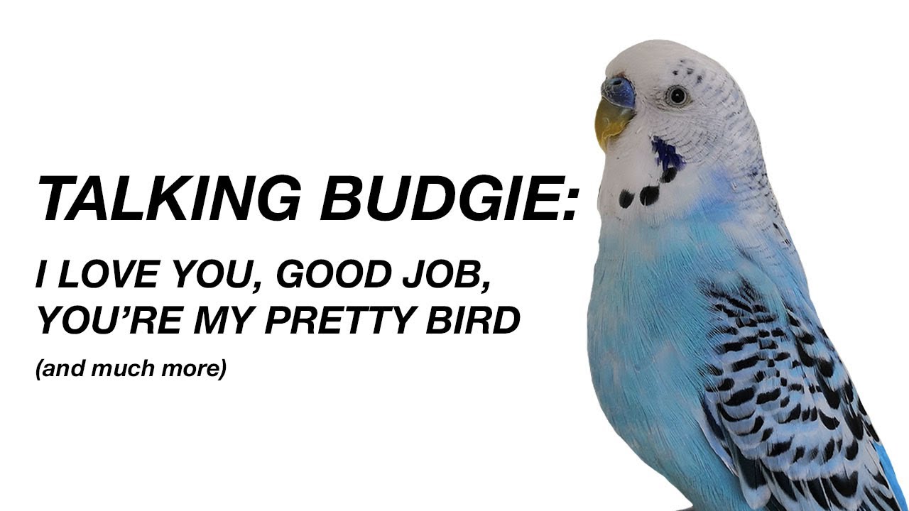 Talking Bird/ Pratende Vogel: I love you, good job - YouTube