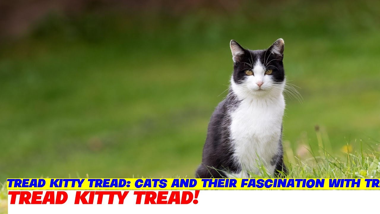 Tread Kitty Tread: Cats and Their Fascination with Treadmills - YouTube