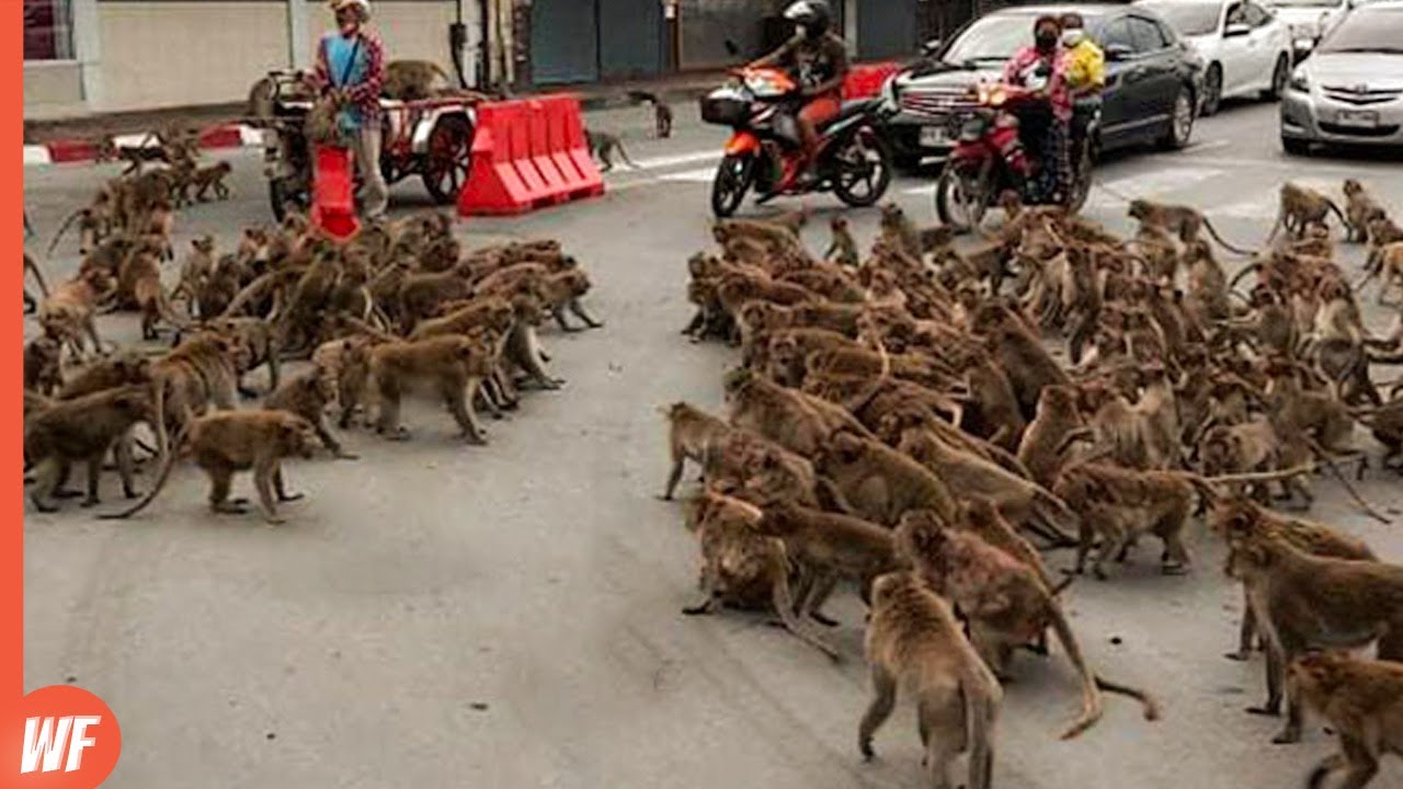 Angry Monkeys Rampage in Public Areas - YouTube