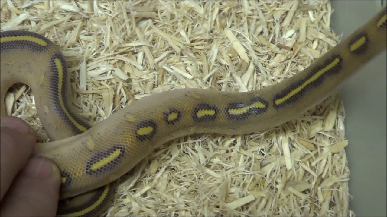 2018, 2 Male Highway Ball Pythons - YouTube