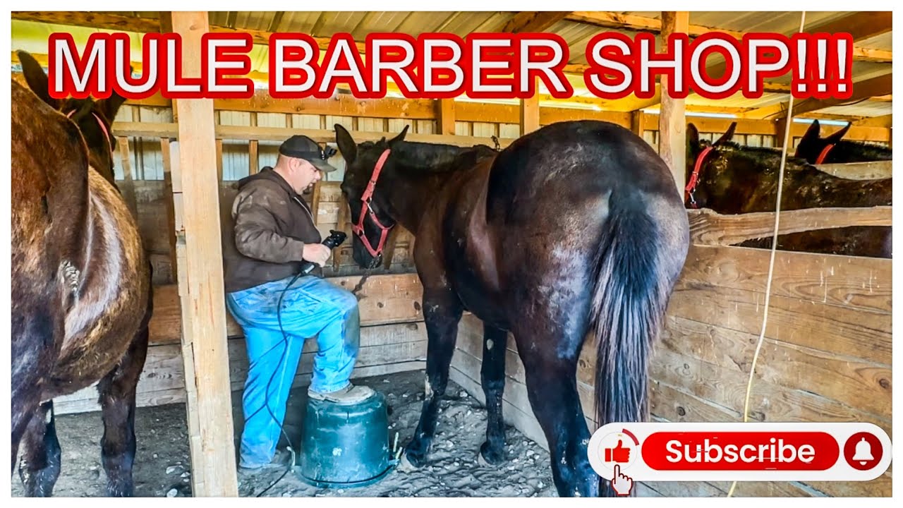 HOW TO…Give your MULE a HAIR CUT!! #276 #mules #horse #drafthorses # ...