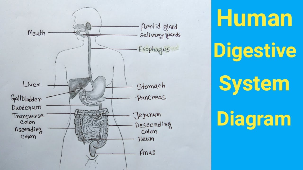Human Digestive System Drawing / Diagram of Digestive System - YouTube
