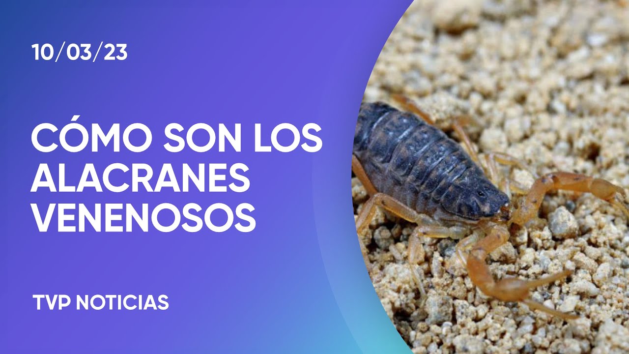 Cómo diferenciar los alacranes venenosos de los que no lo son - YouTube