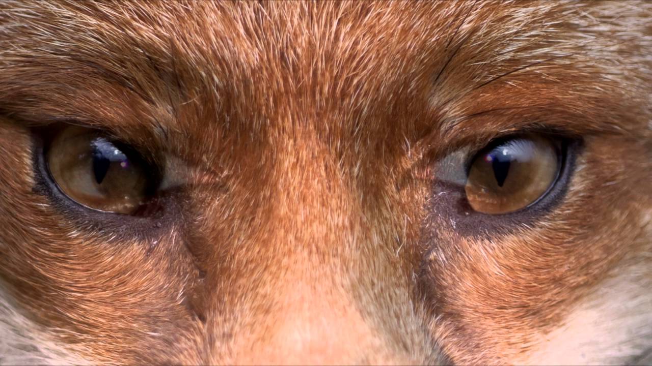 Transformation Into Fox! Subliminal Frequency Hypnosis Binaural Beats ...