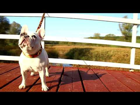 Autumn collection Zooleszcz Dog Collars made in Poland
