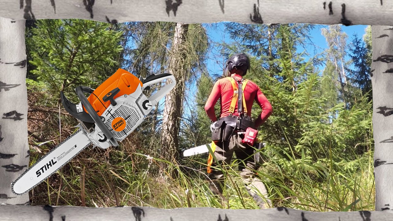 Felling Birch Trees | Těžba Bříz v probírce | Stihl MS462C - YouTube