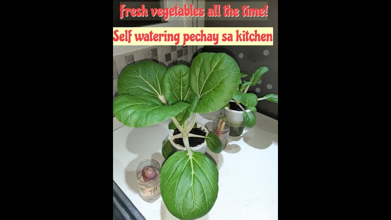 Self watering pechay indoors - YouTube
