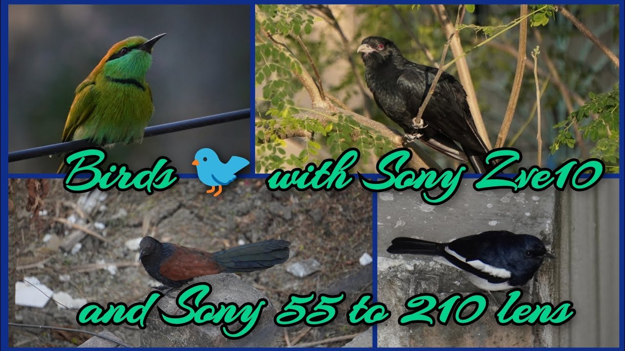 Discover the Beauty of Bengal: Bird Photography & Videography with Sony ...