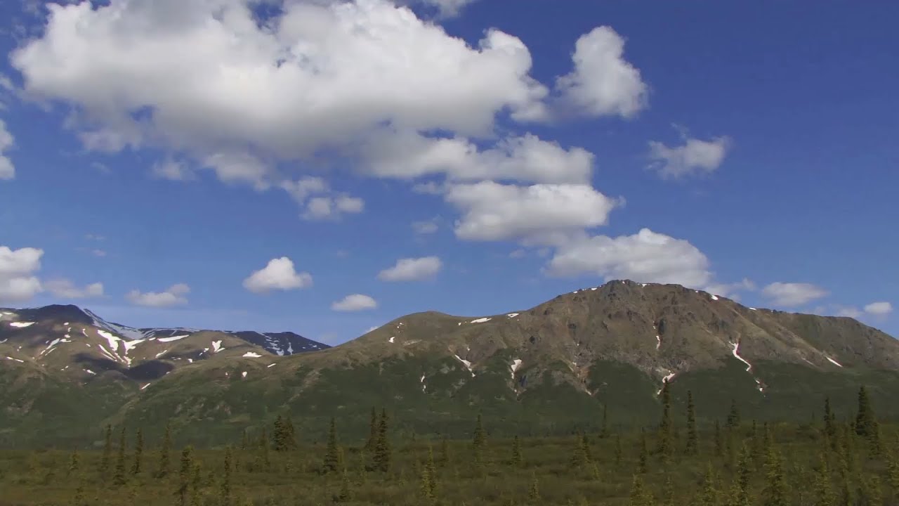 Alaskan Woods and its Incredible Wildlife - YouTube