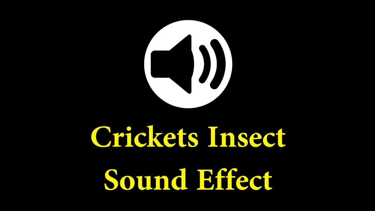 Crickets Insect Sound Effect - Cartoon Sound Effect - sfx free - YouTube