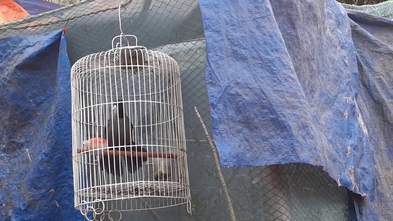 Sab fwj quaj khav zoo heev nawb - YouTube