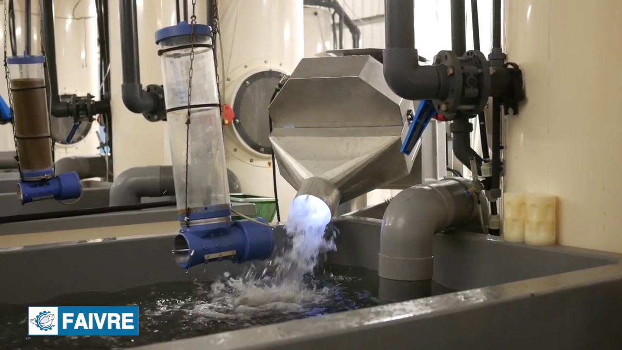 Camera fish counter Pescasight 100 working with Fingerlings - YouTube