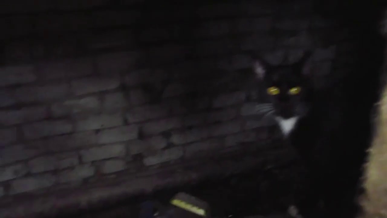 Scared cats jumping from basement2 - YouTube