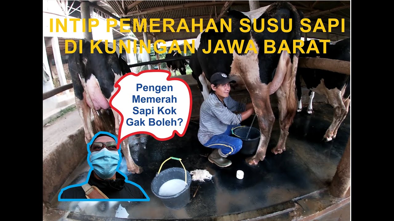 Intip Proses Pemerahan Susu Sapi Dari Peternak Sampai Proses ...