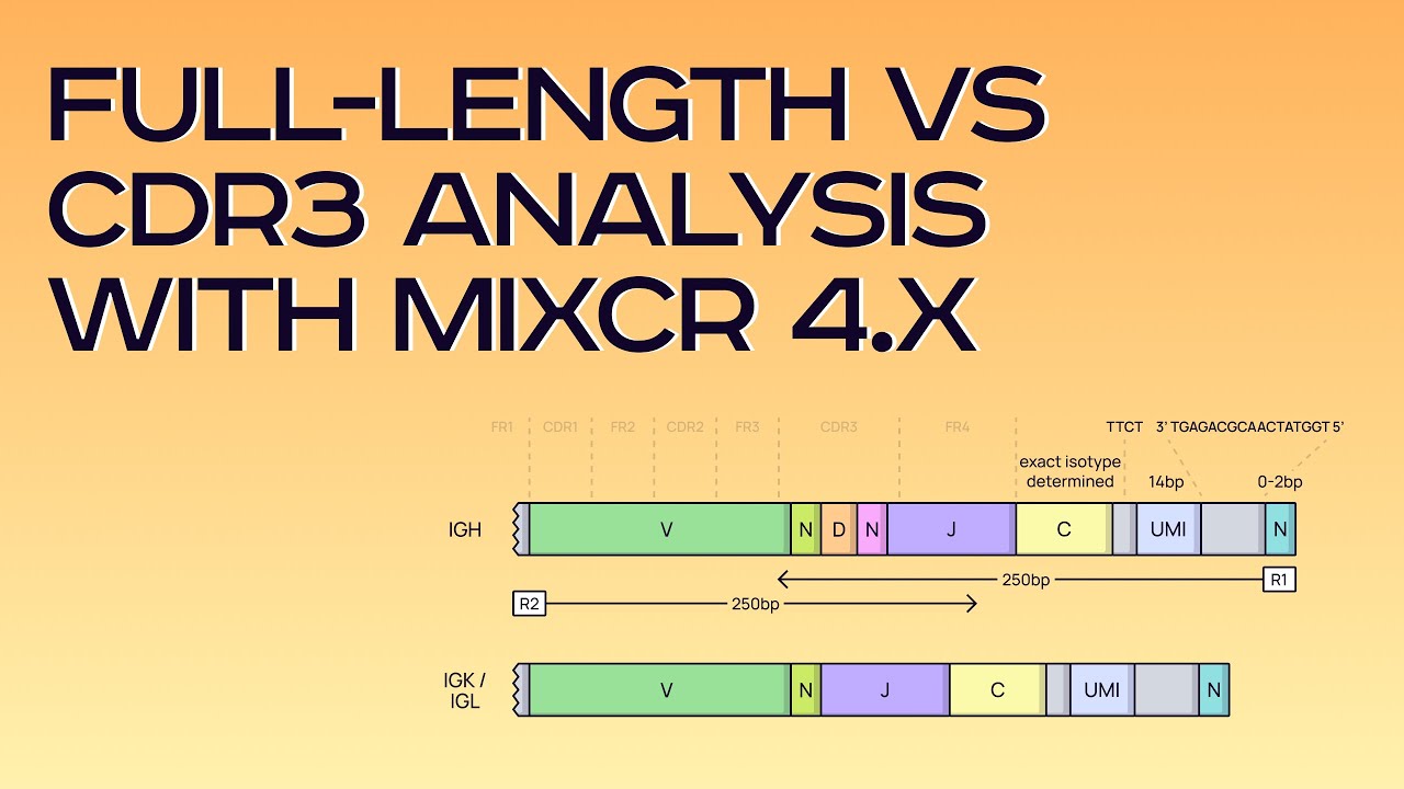 Full-length versus CDR3 clonotype analysis with MiXCR 4.x - YouTube
