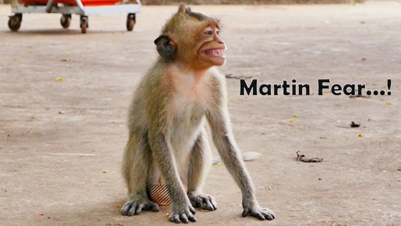 Fearing Martin...Big Boy Monkey Martin Still Scared And Feared of Any ...