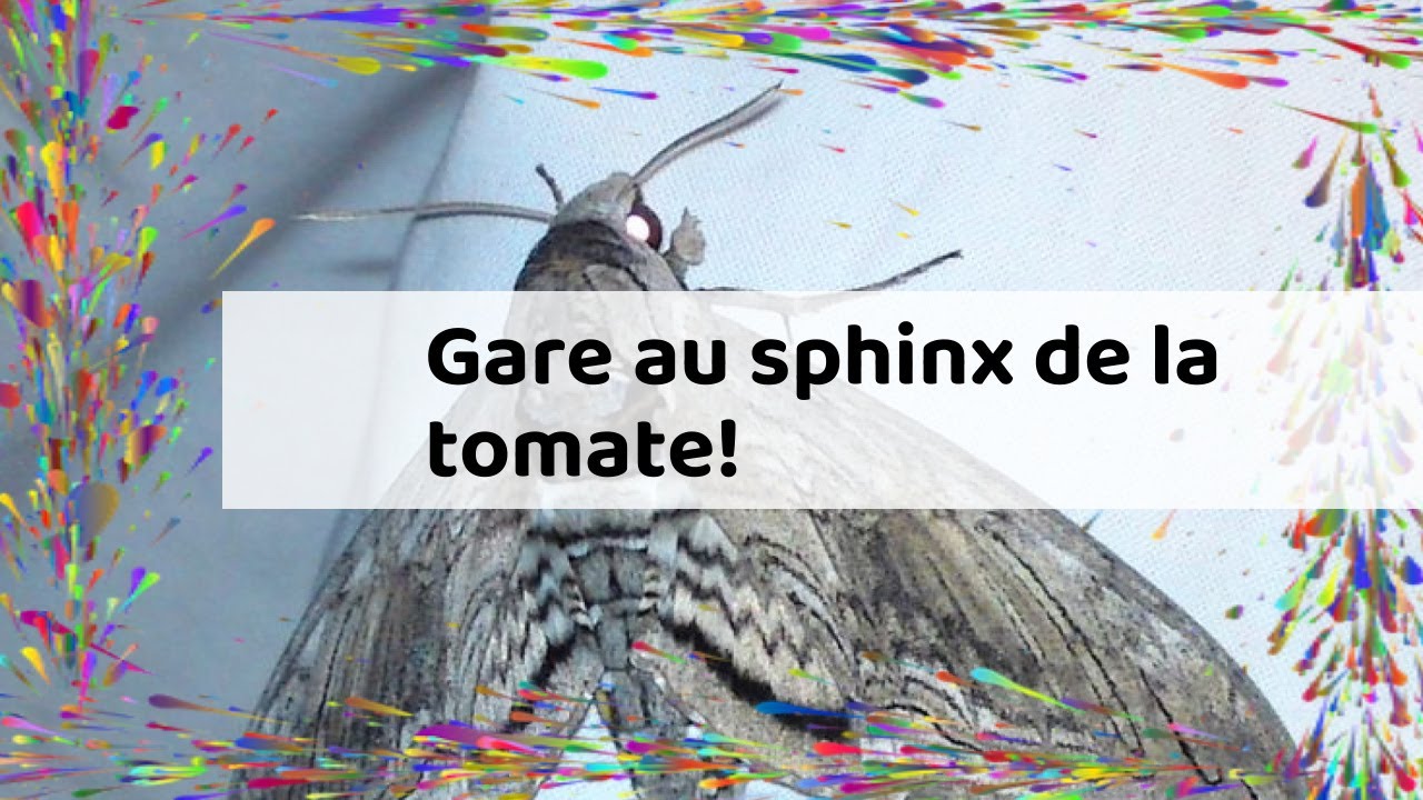 Gare au sphinx de la tomate! - YouTube