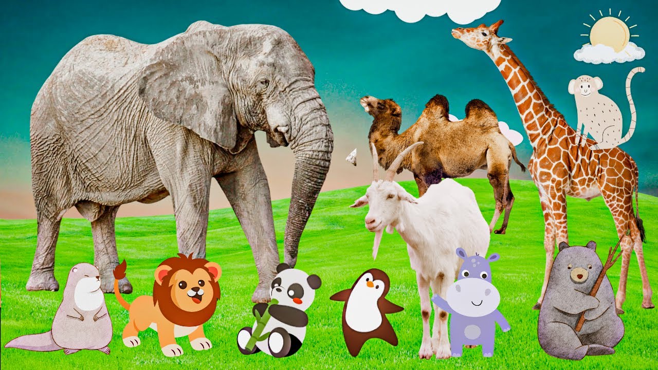 Cute Familiar animals in the world: Cow, giraffe, sheep, dog, lion ...