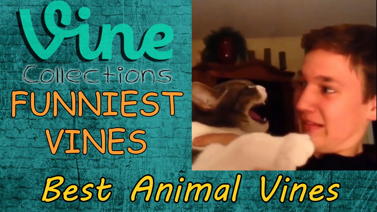 Best Animal Vines || Funny Vine Compilation 2015 - YouTube