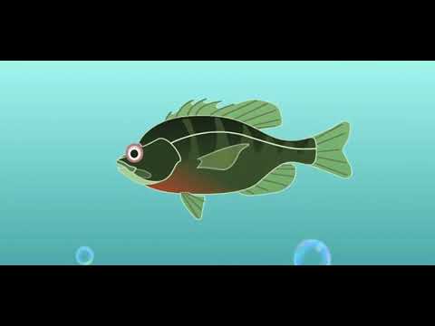 Study Jams: Aquatic Ecosystems - YouTube