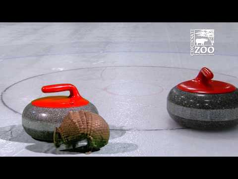 Cincinnati Zoo Animals (Through Video Magic/Green Screen) are Curling Fans #TeamShuster