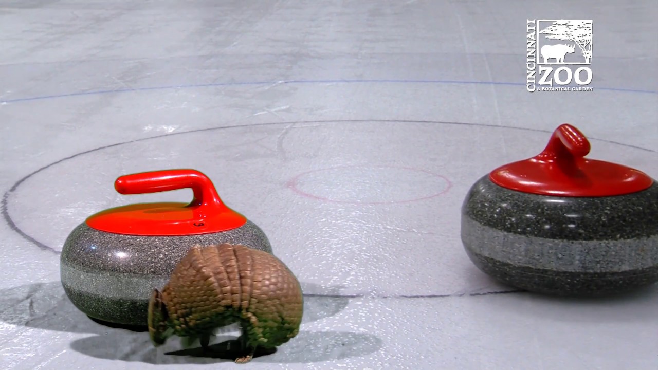 Cincinnati Zoo Animals (Through Video Magic/Green Screen) are Curling ...