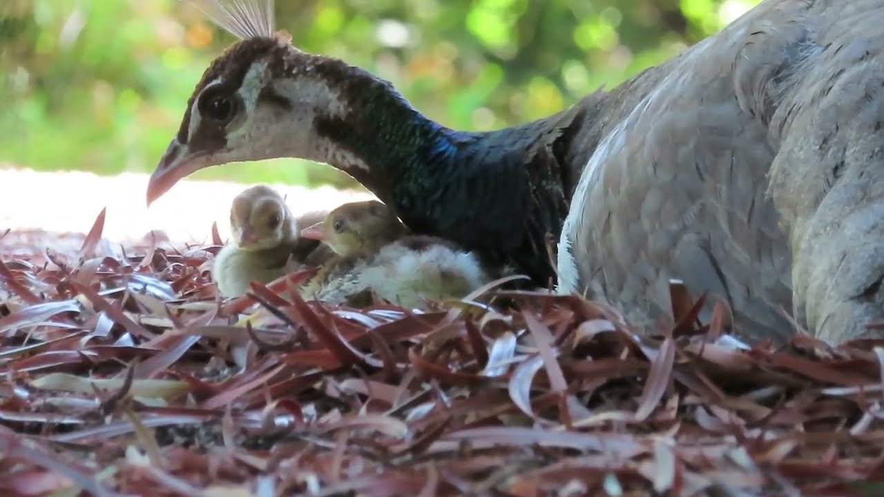 June Peachick Hatching - YouTube