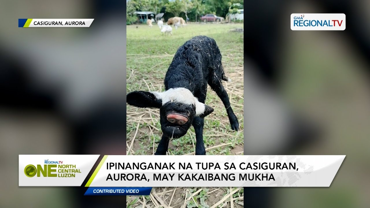 One North Central Luzon: Ipinanganak na tupa sa Casiguran, Aurora, may ...