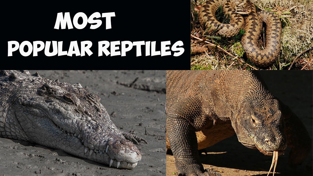 Top 10 Most Popular Reptiles - YouTube