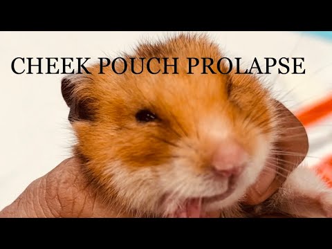 Cheek pouch prolapse in Hamsters : Vetcram - YouTube