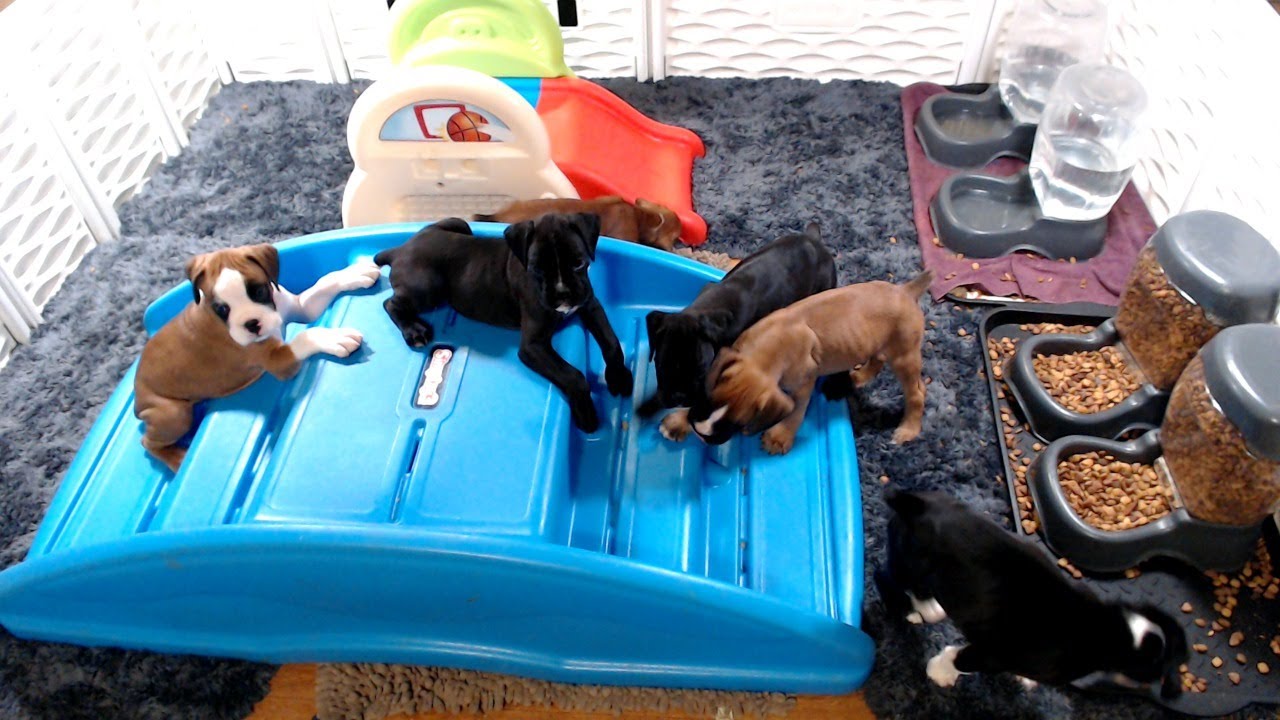 WATCH the Litters of PENNY'S BOXER PUPPIES Live! - YouTube