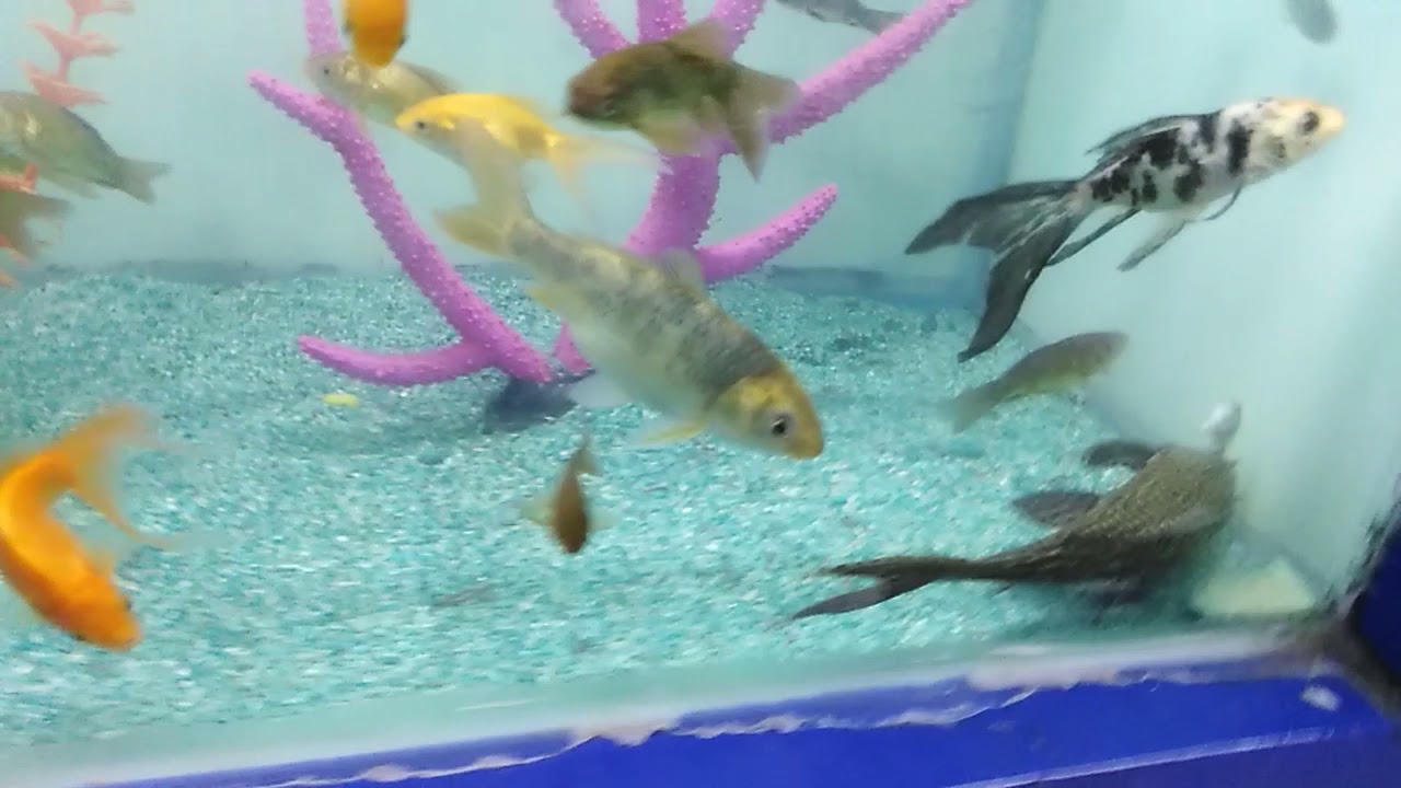 aquariums video - YouTube