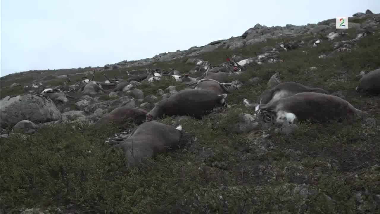 322 reindeers killed by lightning in Norway - YouTube
