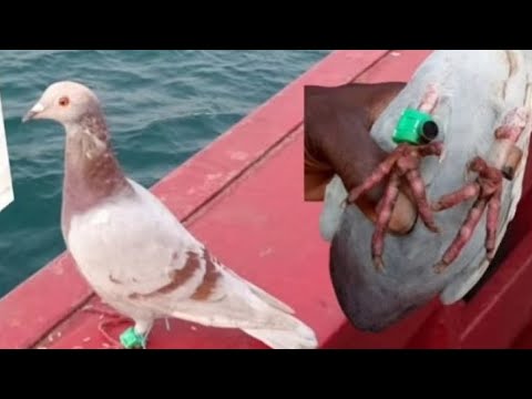 Indian fishermen caught a spy pigeon with a camera and a microchip on ...