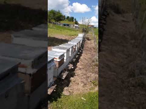 Yaylada deli bal yapımı