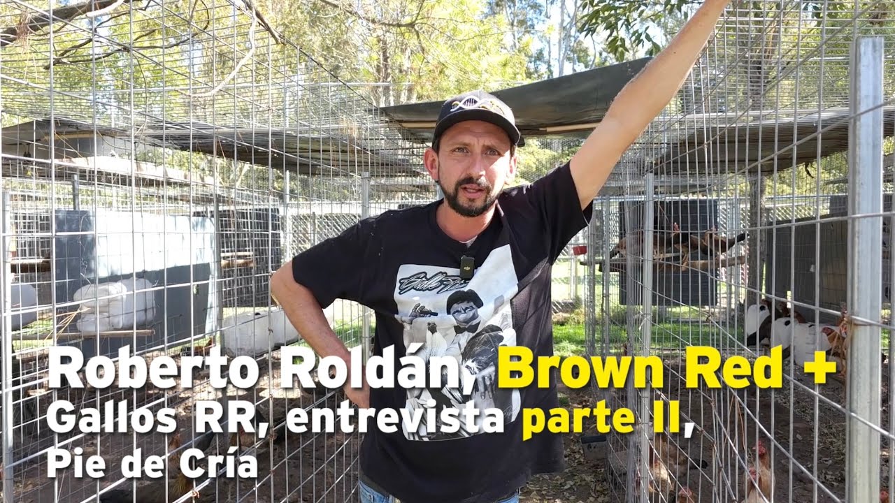 Roberto Roldán, Brown Red +, Gallos RR, entrevista parte II, Pie de ...
