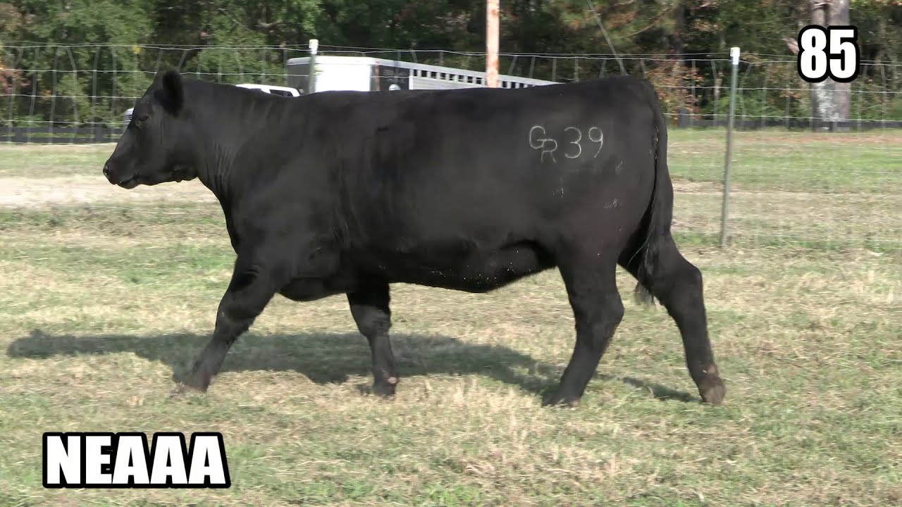 NEAAA Lot 85 - YouTube