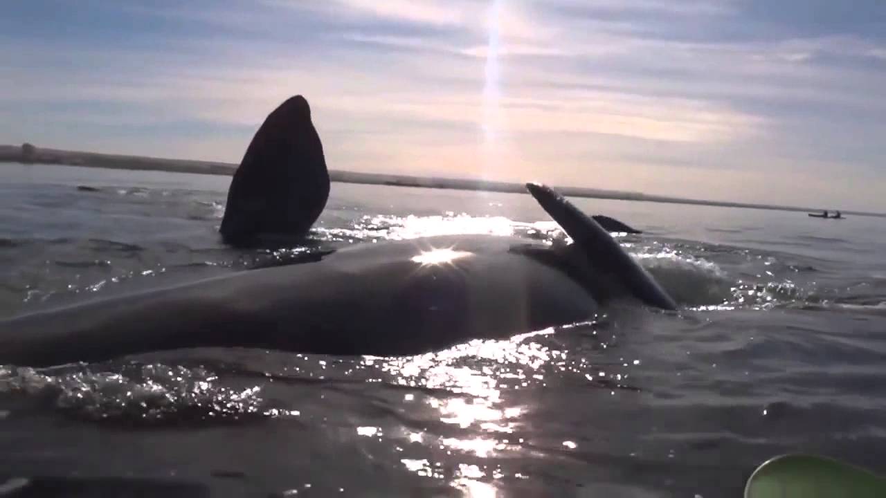Whale Lifts Kayakers out of Water in Argentina - YouTube
