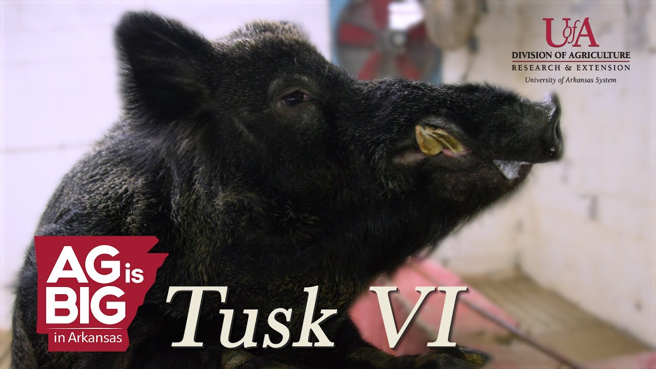 Tusk VI - Ag is Big in Arkansas - YouTube