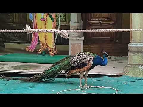 jay Shree Krishna jay Shree Swaminarayan Mandir Karachi 🙏💐💐16 July 2023(2)