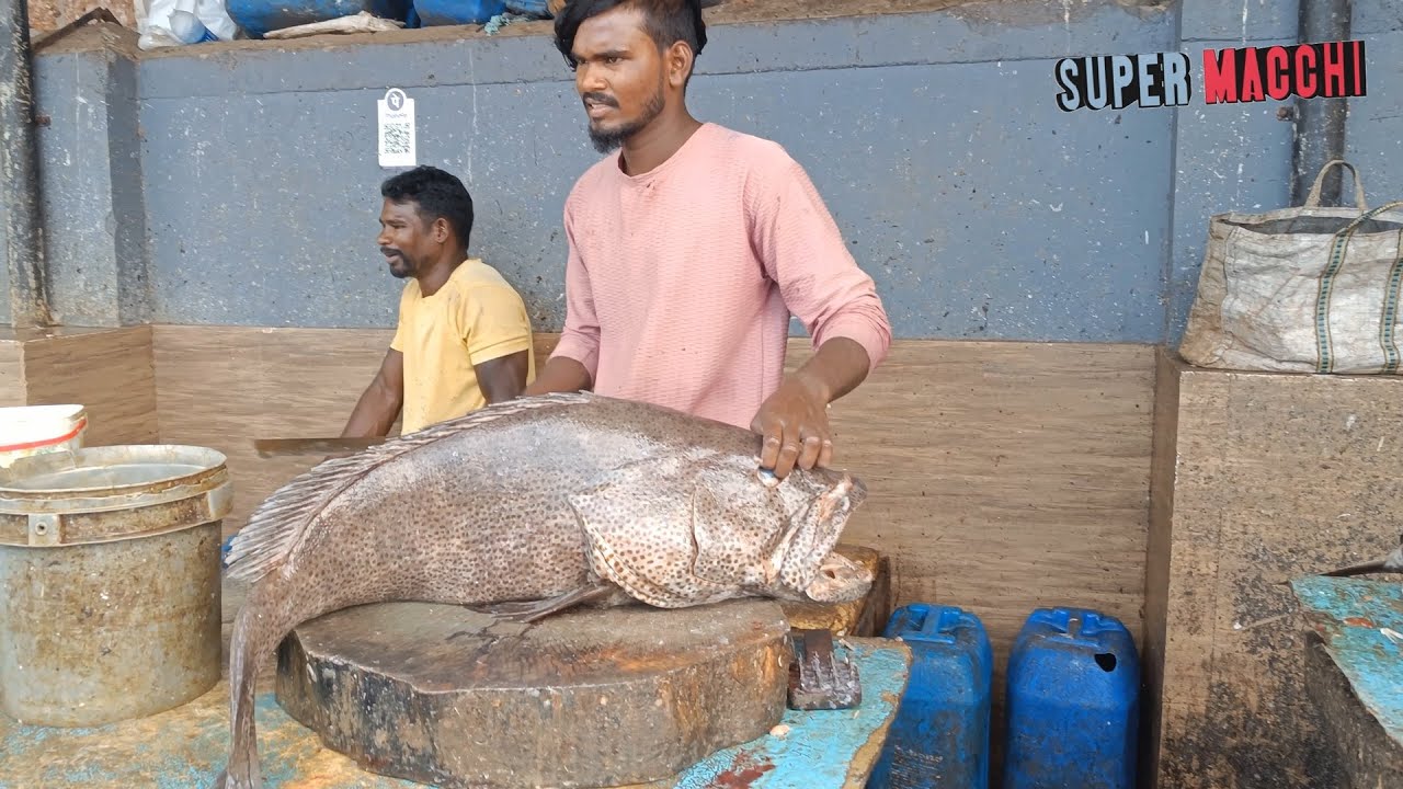Gaint Grouper Fish || Kalava Fish Cutting in Indian market 09/02/2025 ...