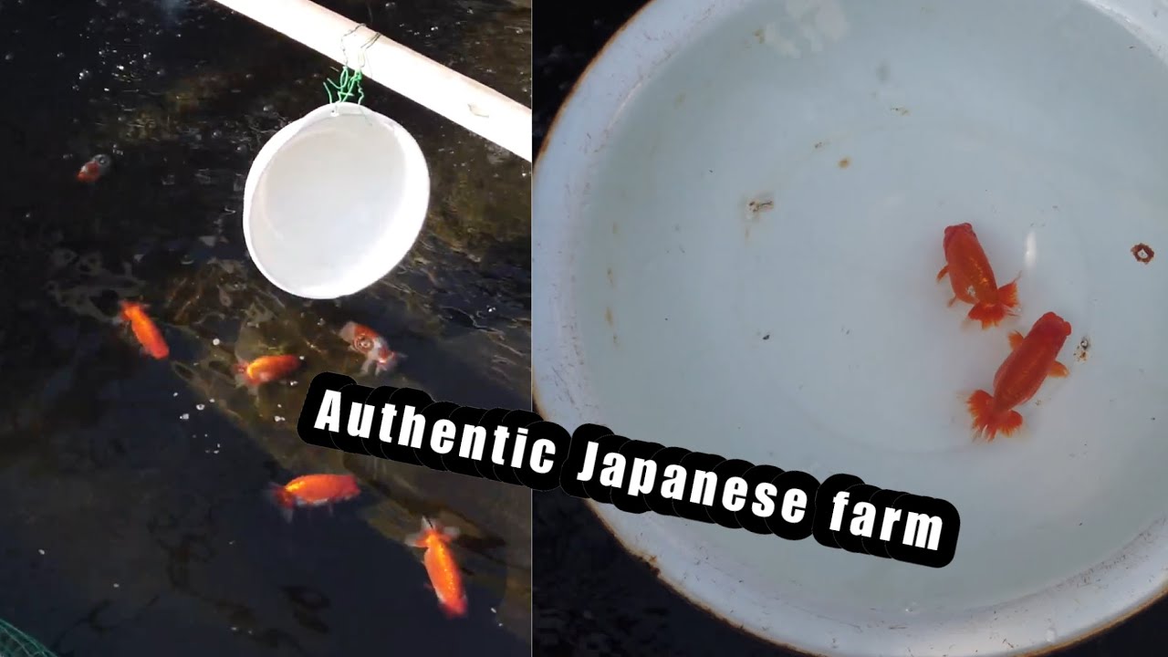 Takahashi Ranchu Nursery tour | (Top view Japanese Ranchu) - YouTube