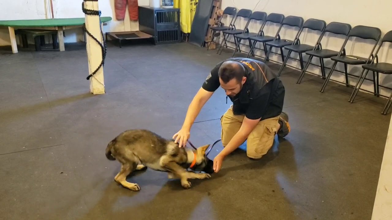 Train your German Shepherd to Track - Part 2 - YouTube