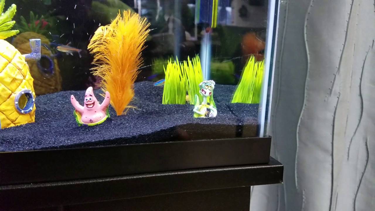 Sponge Bob Fish Tank - YouTube