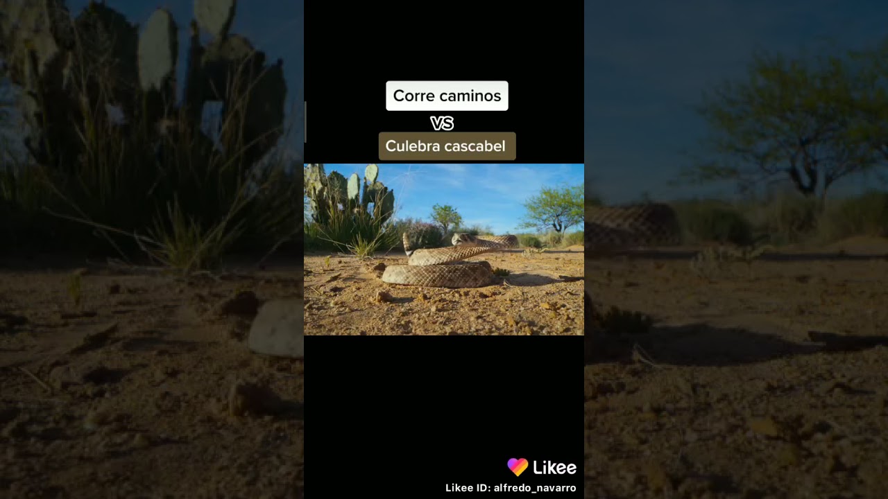 Correcaminos vs serpiente de cascabel🌎 ️ - YouTube