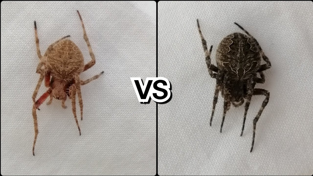 Gagambang Tagalog - Gagamba Fight | Gagamba Tv - YouTube