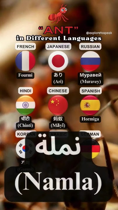 Ant in different languages 🐜 | #shorts #viral #ant #translation | - YouTube