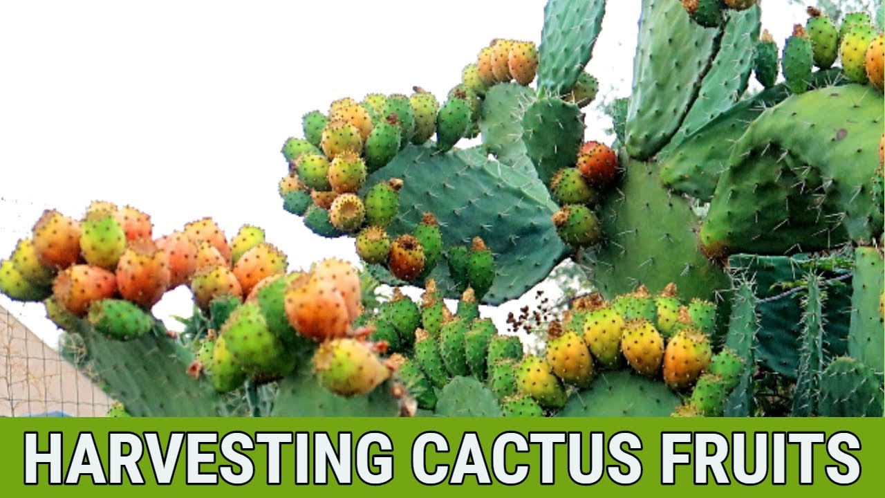 SICILY : CACTUS Fruits Harvest / Prickly PEARS / FICHI d'india / Season ...