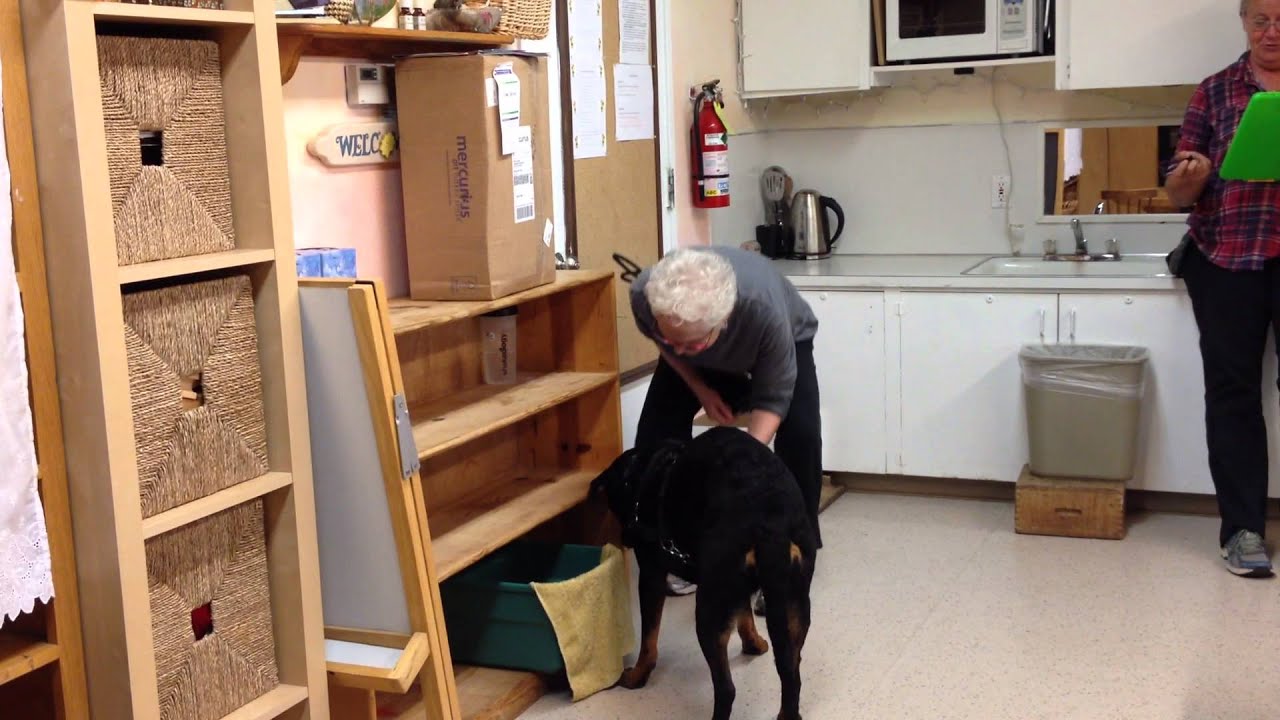 Jan and Momo room 2 Nosework match Aug 2015 - YouTube